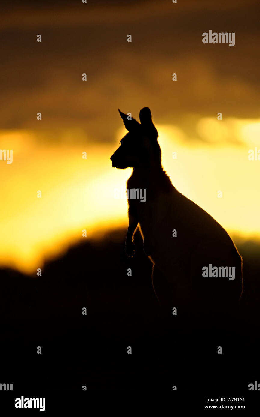 Australia outline hi-res stock photography and images - Alamy