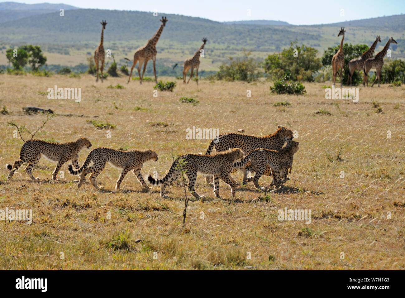 Giraffe cats hi-res stock photography and images - Alamy
