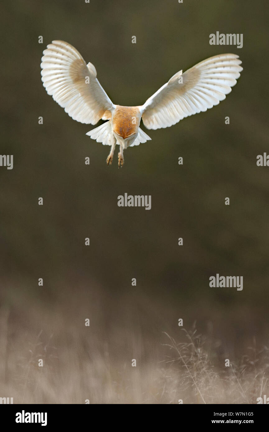 Barn owl (Tyto alba) hunting over field, UK March Stock Photo - Alamy