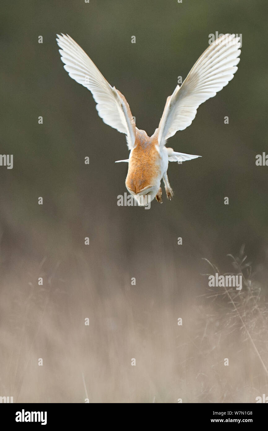 Swooping hunting flying hi-res stock photography and images - Alamy