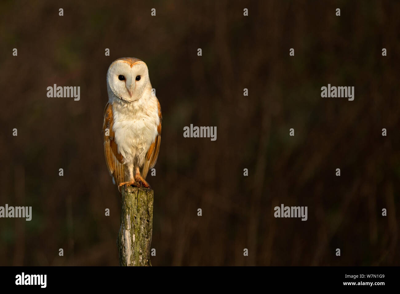 Barn owls march hi-res stock photography and images - Alamy