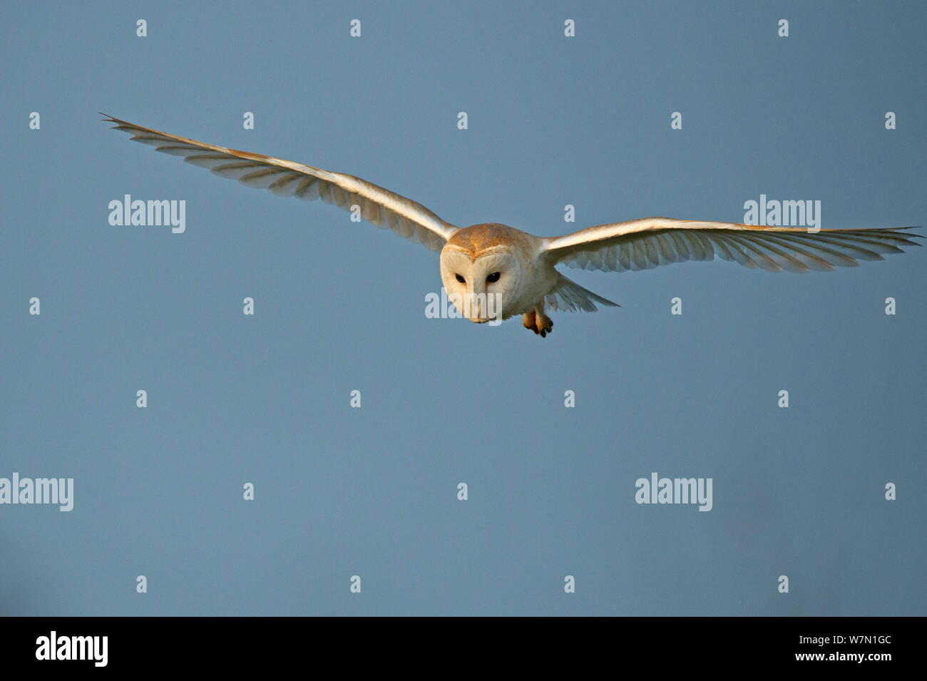 Flight birds in march hi-res stock photography and images - Alamy