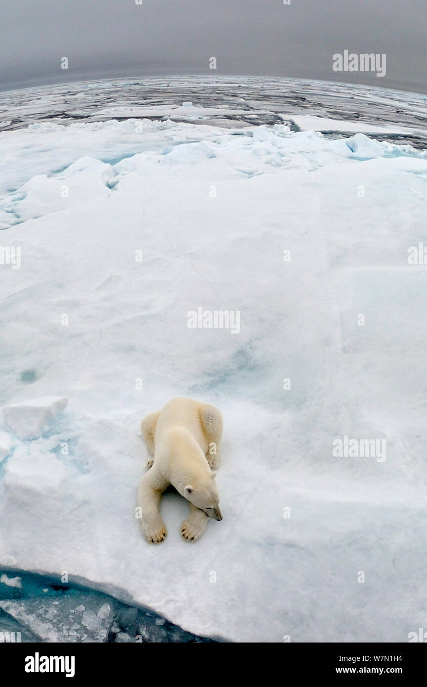 Polar bear (Ursus maritimus) on pack ice taken with fisheye lens ...