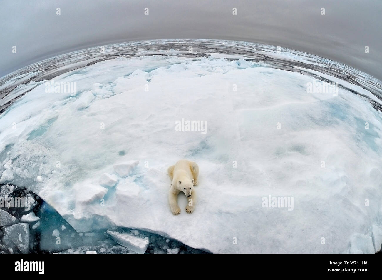 Polar bear (Ursus maritimus) on pack ice taken with fisheye lens ...