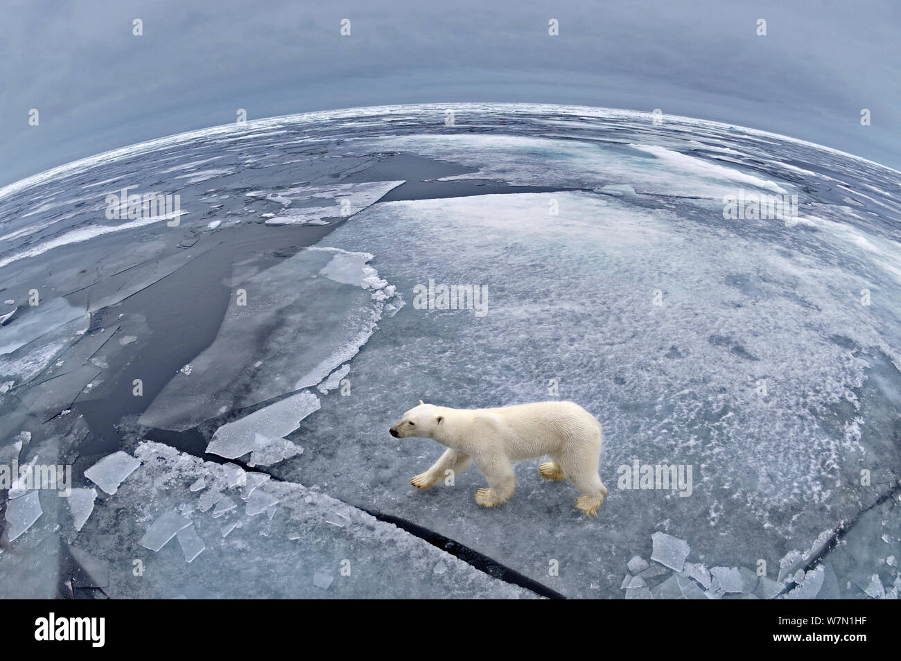 Polar bear (Ursus maritimus) on pack ice taken with fisheye lens ...
