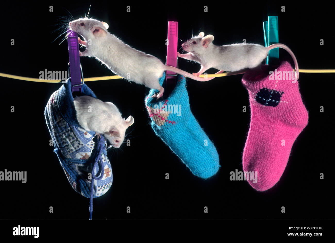 White mice (Mus genus) in socks (captive Stock Photo - Alamy