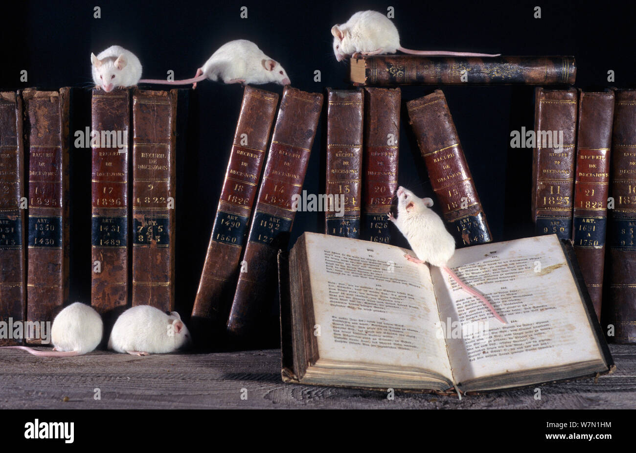 White mice (Mus genus) on bookcase (captive Stock Photo - Alamy