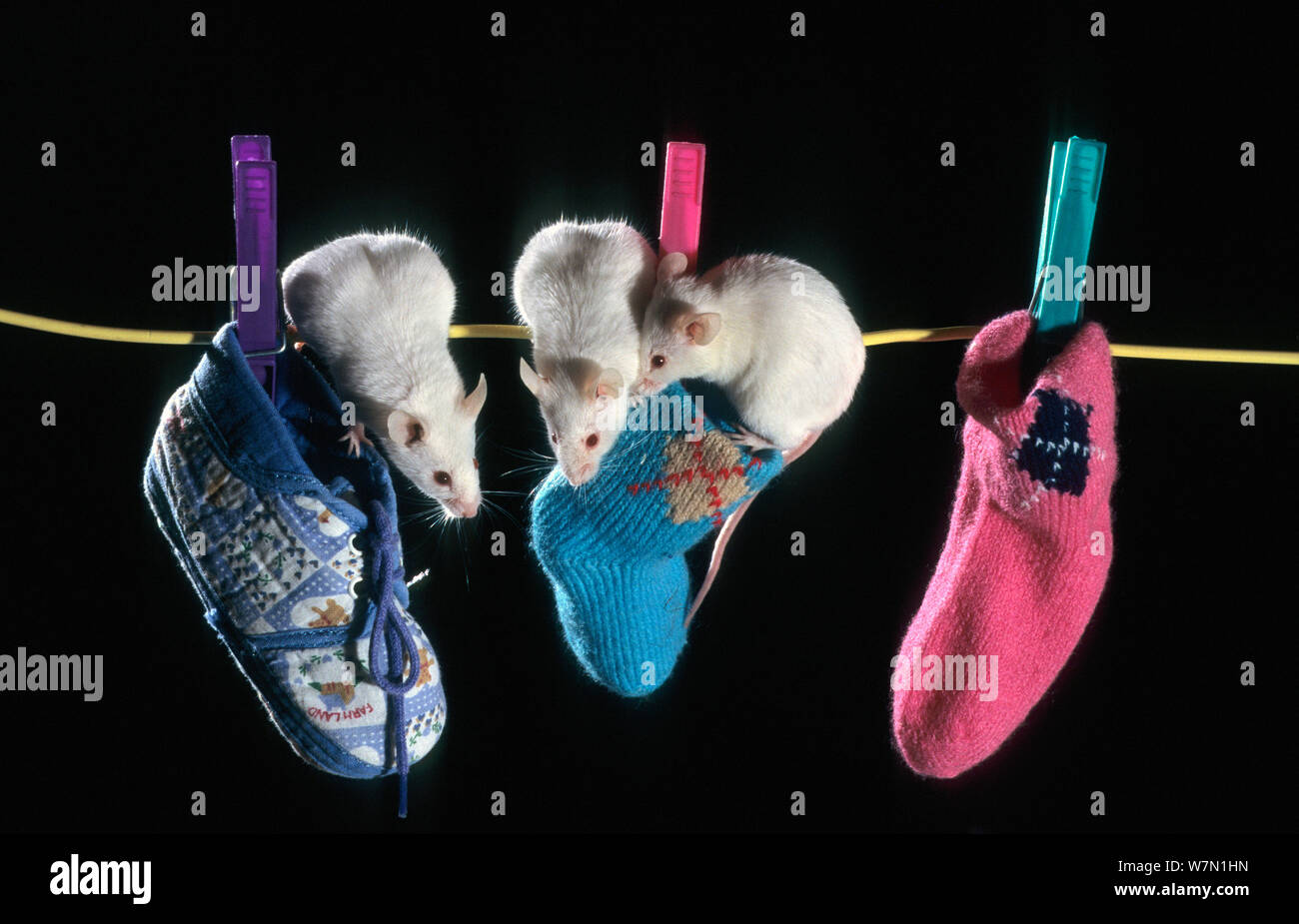 Mus genus hi-res stock photography and images - Alamy