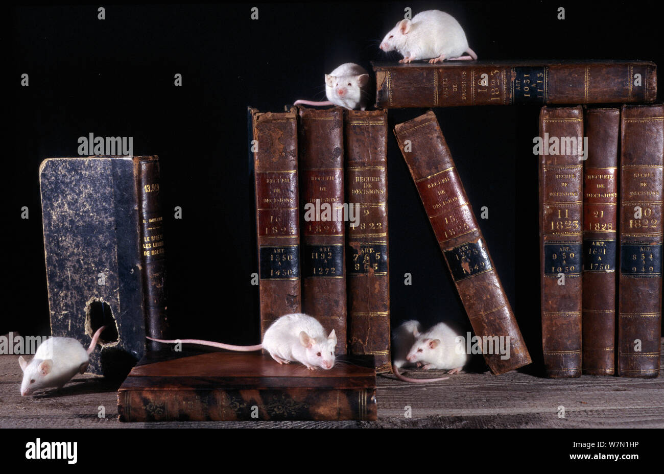 Mus genus hi-res stock photography and images - Alamy