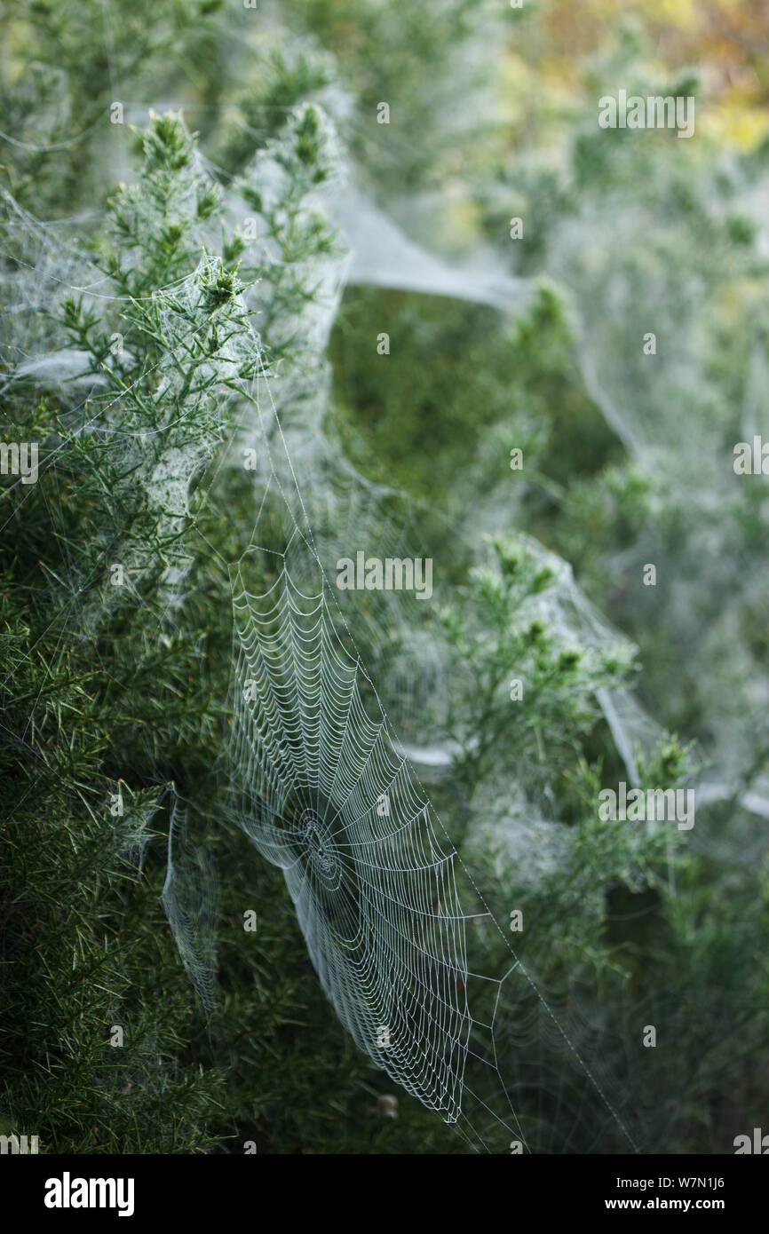 Mass spider webs on Gorse, Bulbarrow Hill, Dorset, England Stock Photo ...