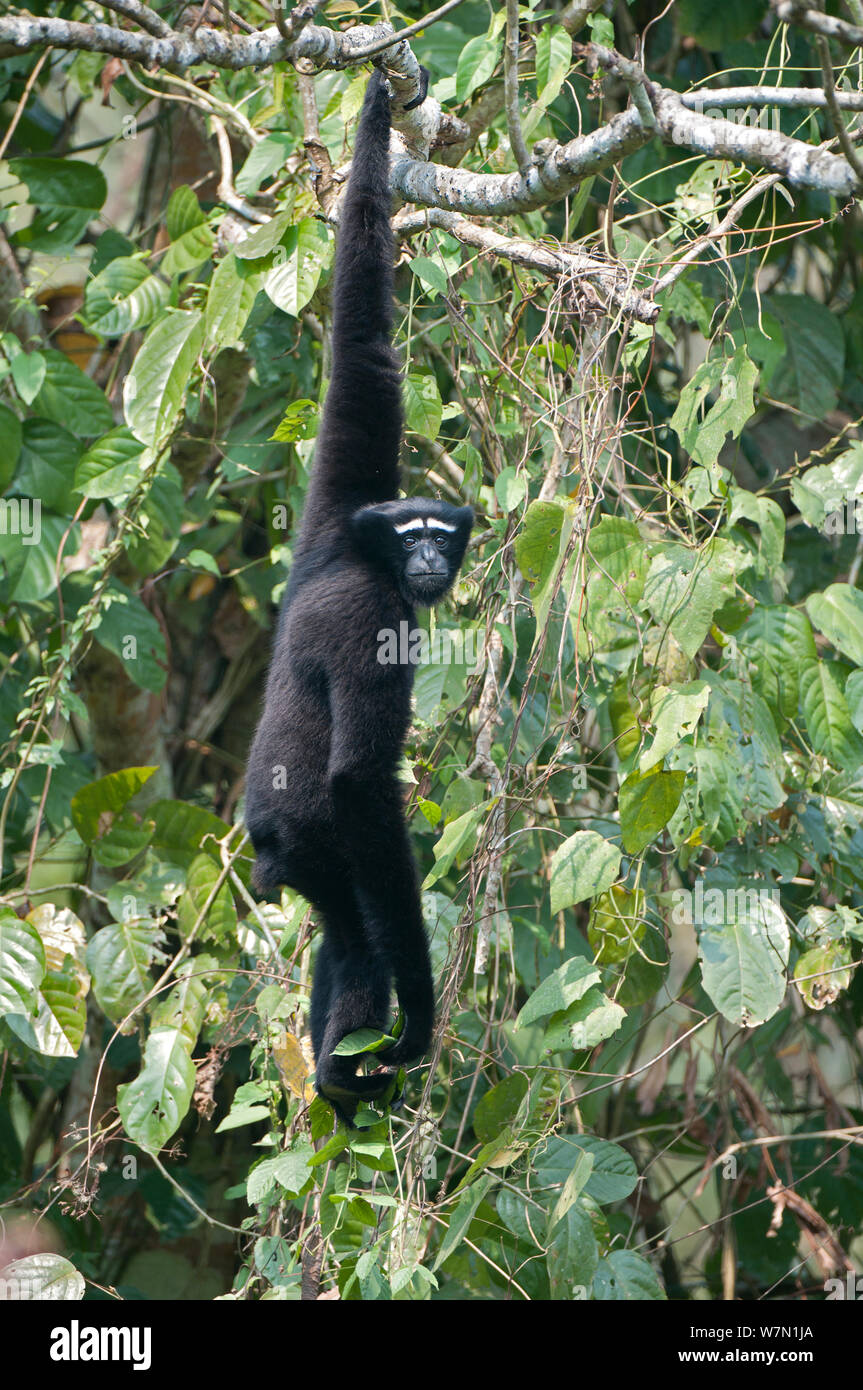 Western Hoolock Gibbon (Hylobates / Hoolock hoolock) male hanging from ...