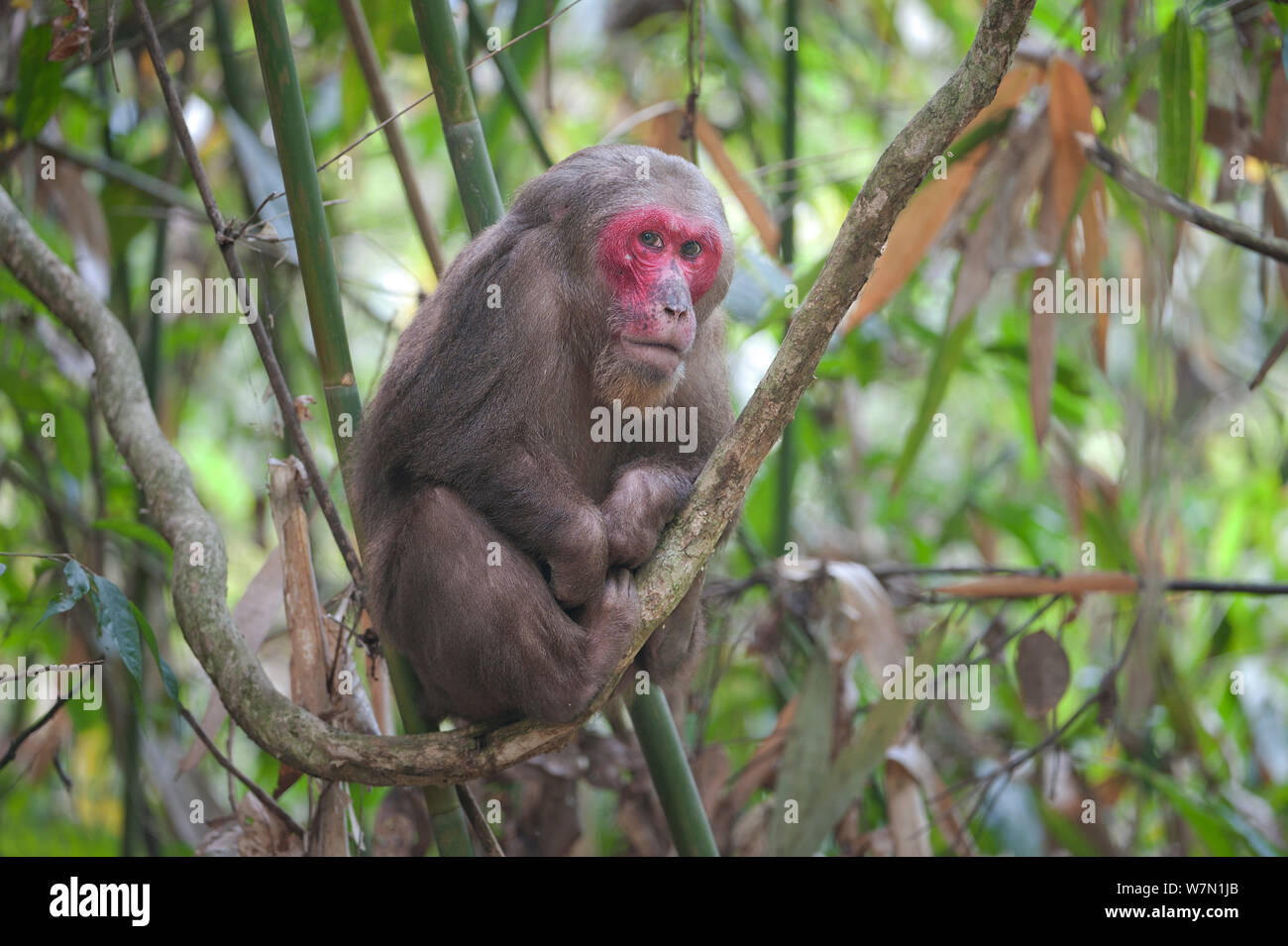 Stump-tailed Macaque (Macaca arctoides) portrait. Gibbon Wildlife ...