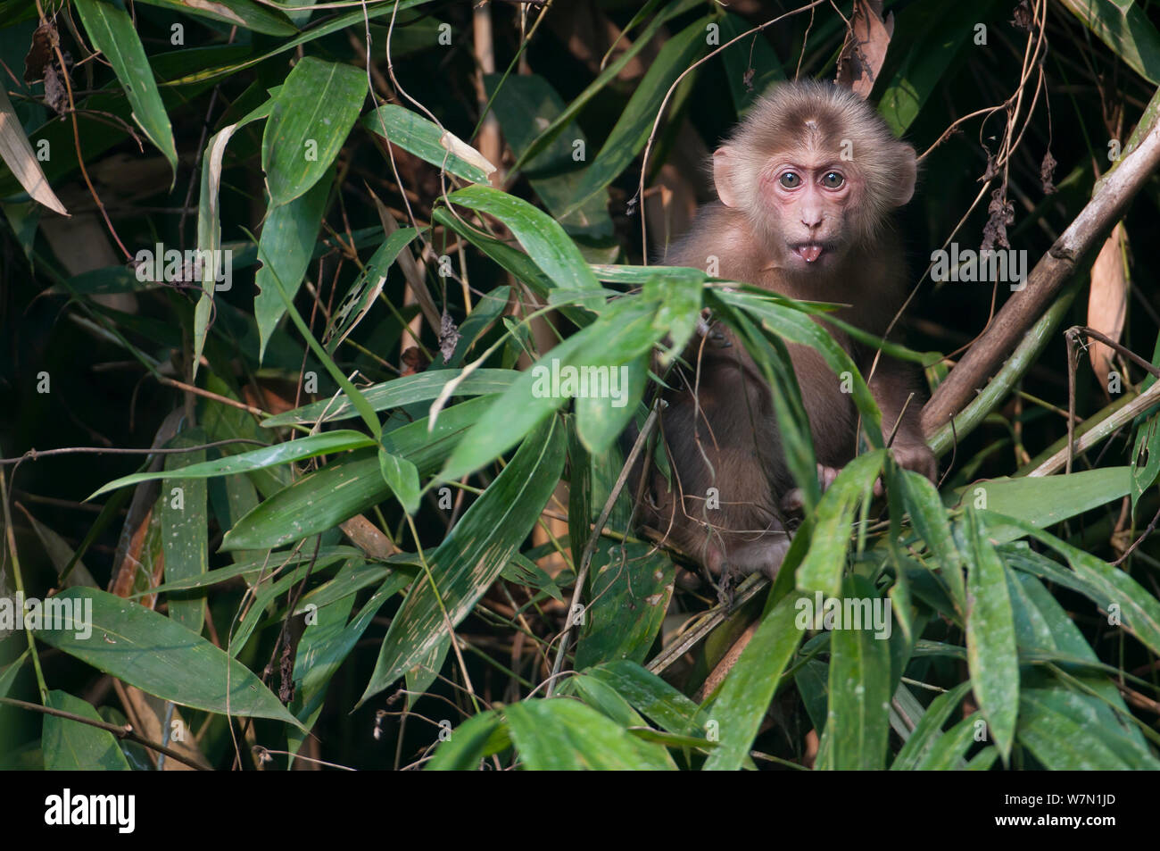 Stump-tailed Macaque (Macaca arctoides) juvenile portrait. Gibbon ...