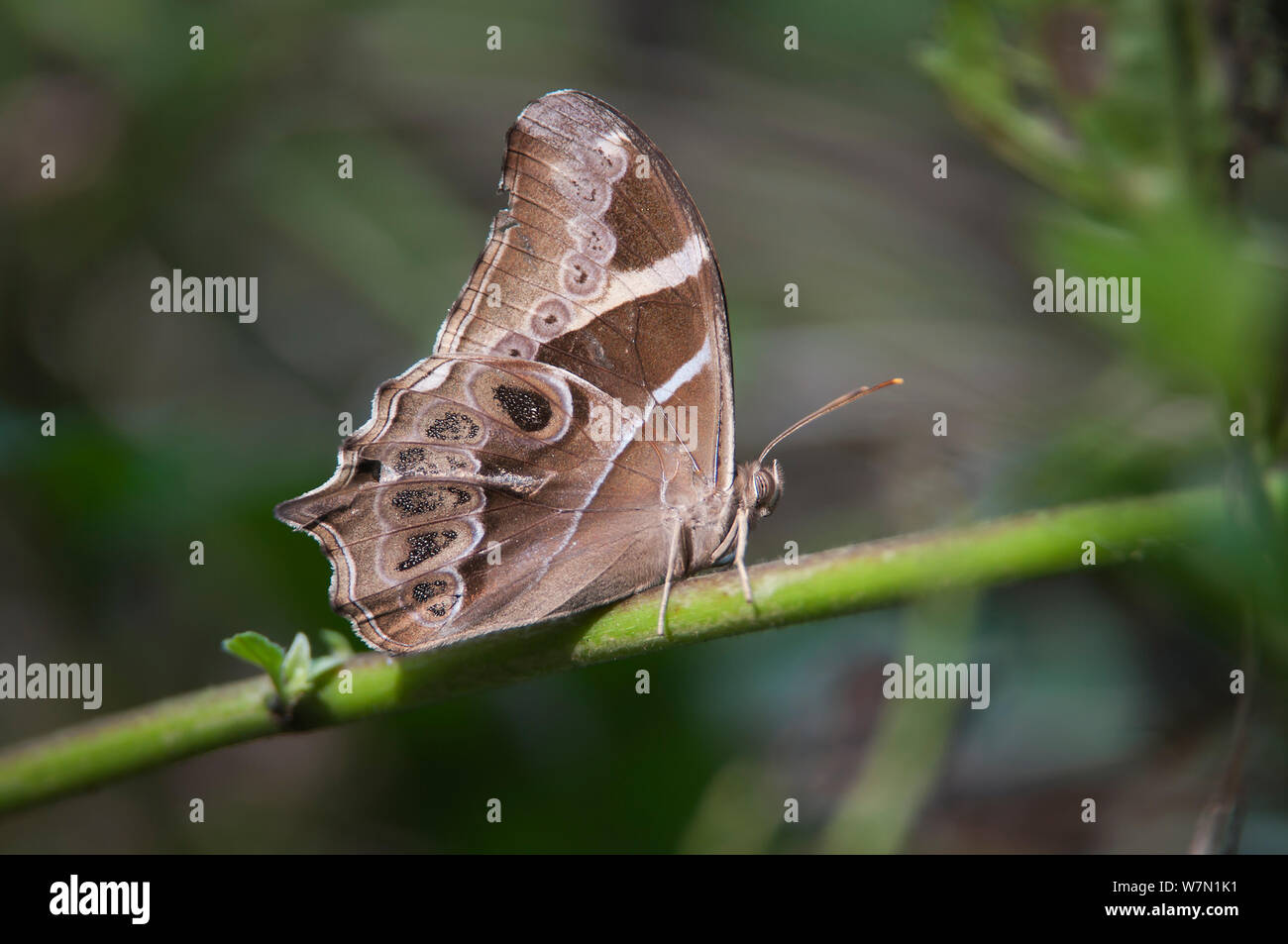 Bamboo Treebrown Butterfly (Lethe europa). Sepahijala Wildlife ...