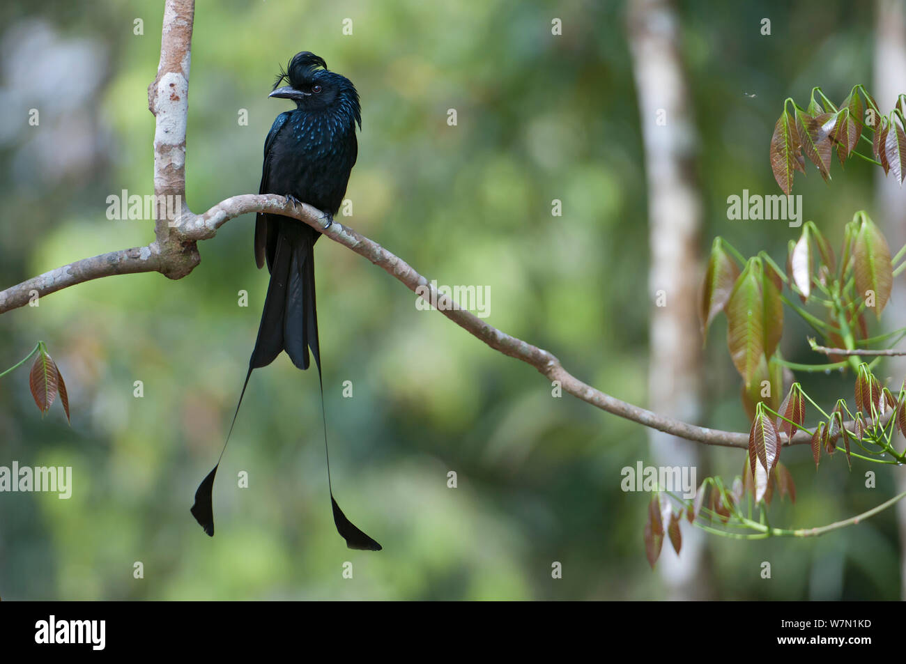Greater Racket-tailed Drongo (Dicrurus paradiseus). Sepahijala Wildlife ...