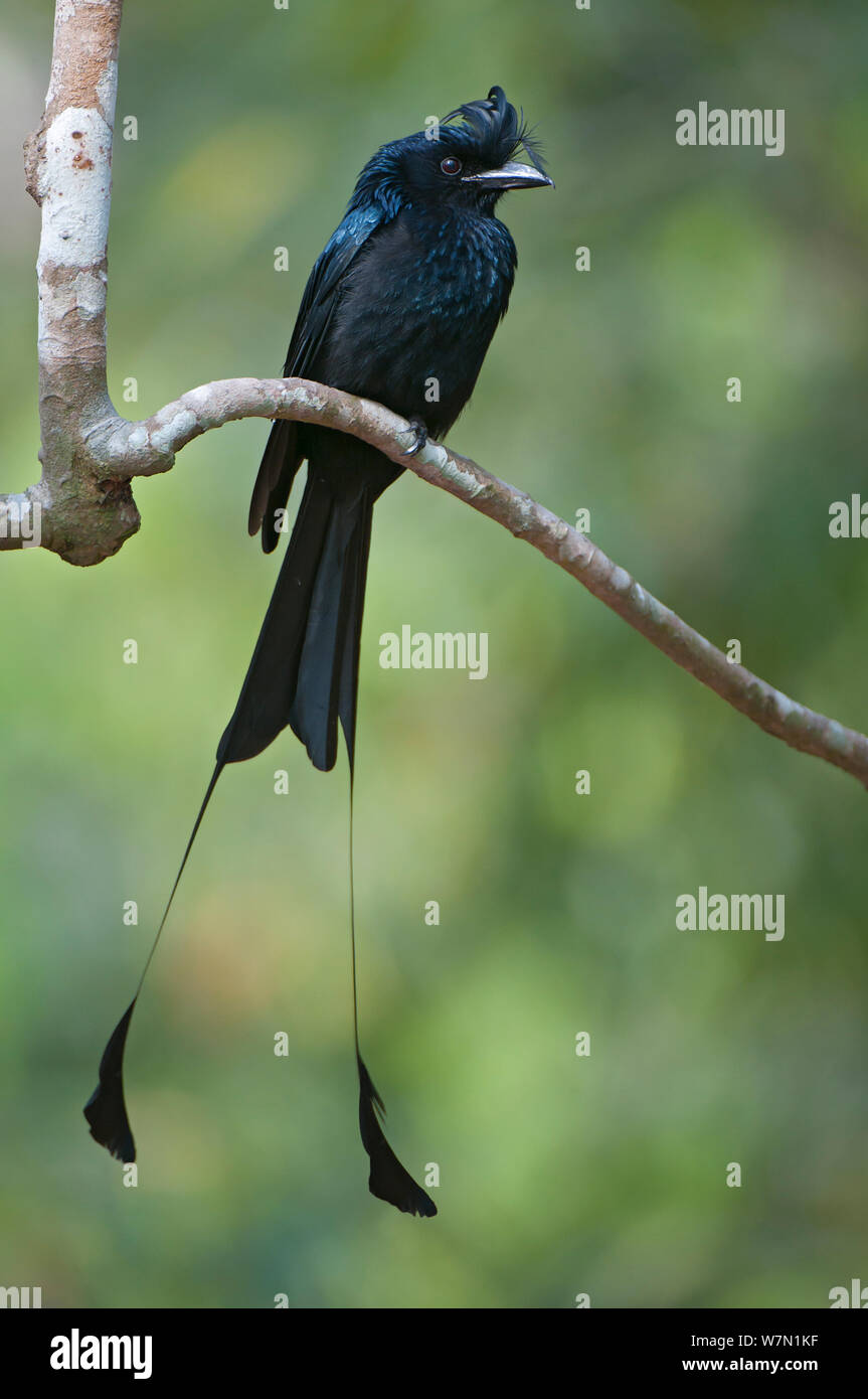 Greater Racket-tailed Drongo (Dicrurus paradiseus). Sepahijala Wildlife ...
