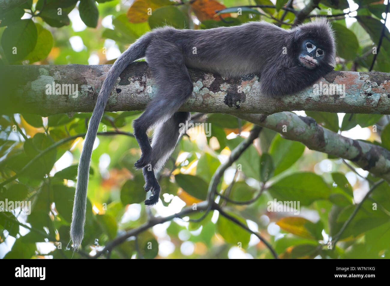 Phayre's Leaf Monkey (Trachypithecus phayrei) resting on branch ...
