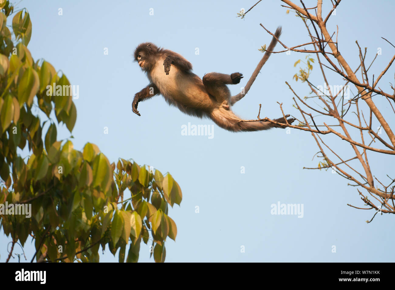 Phayre's Leaf Monkey (Trachypithecus phayrei) jumping between trees ...