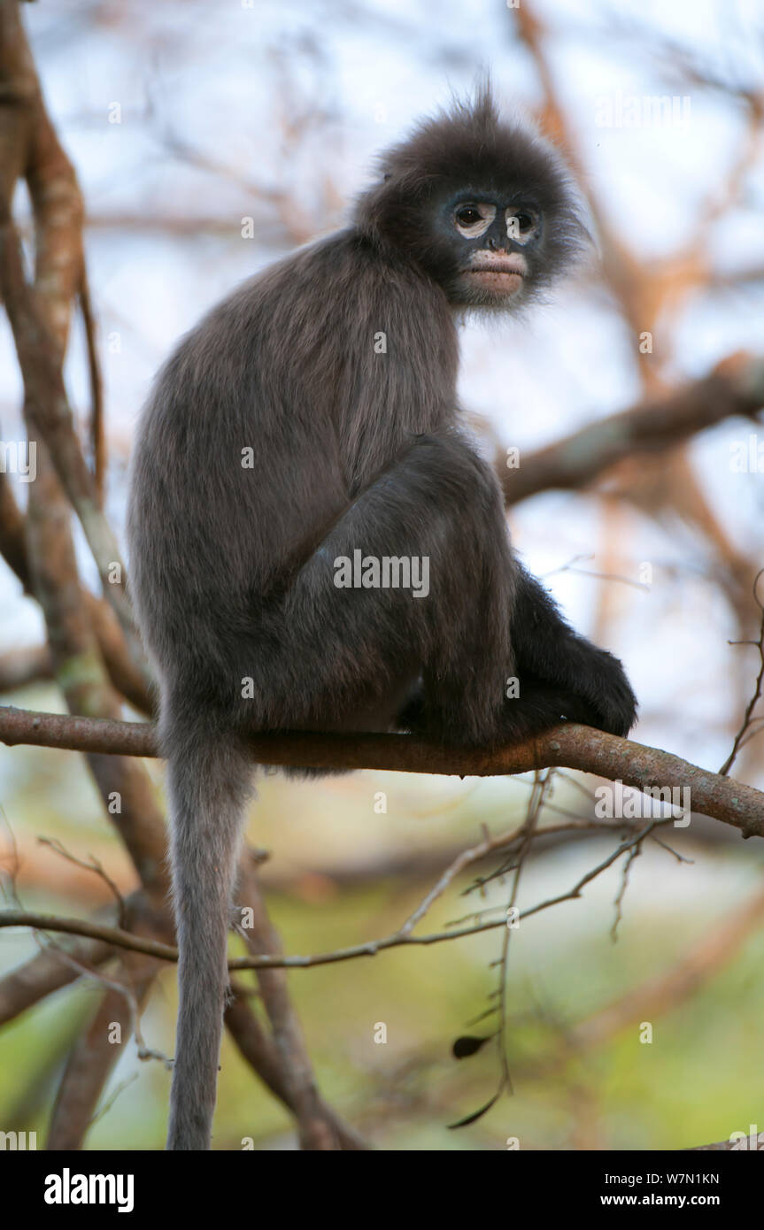 Phayre's Leaf Monkey (Trachypithecus phayrei) sitting on branch ...