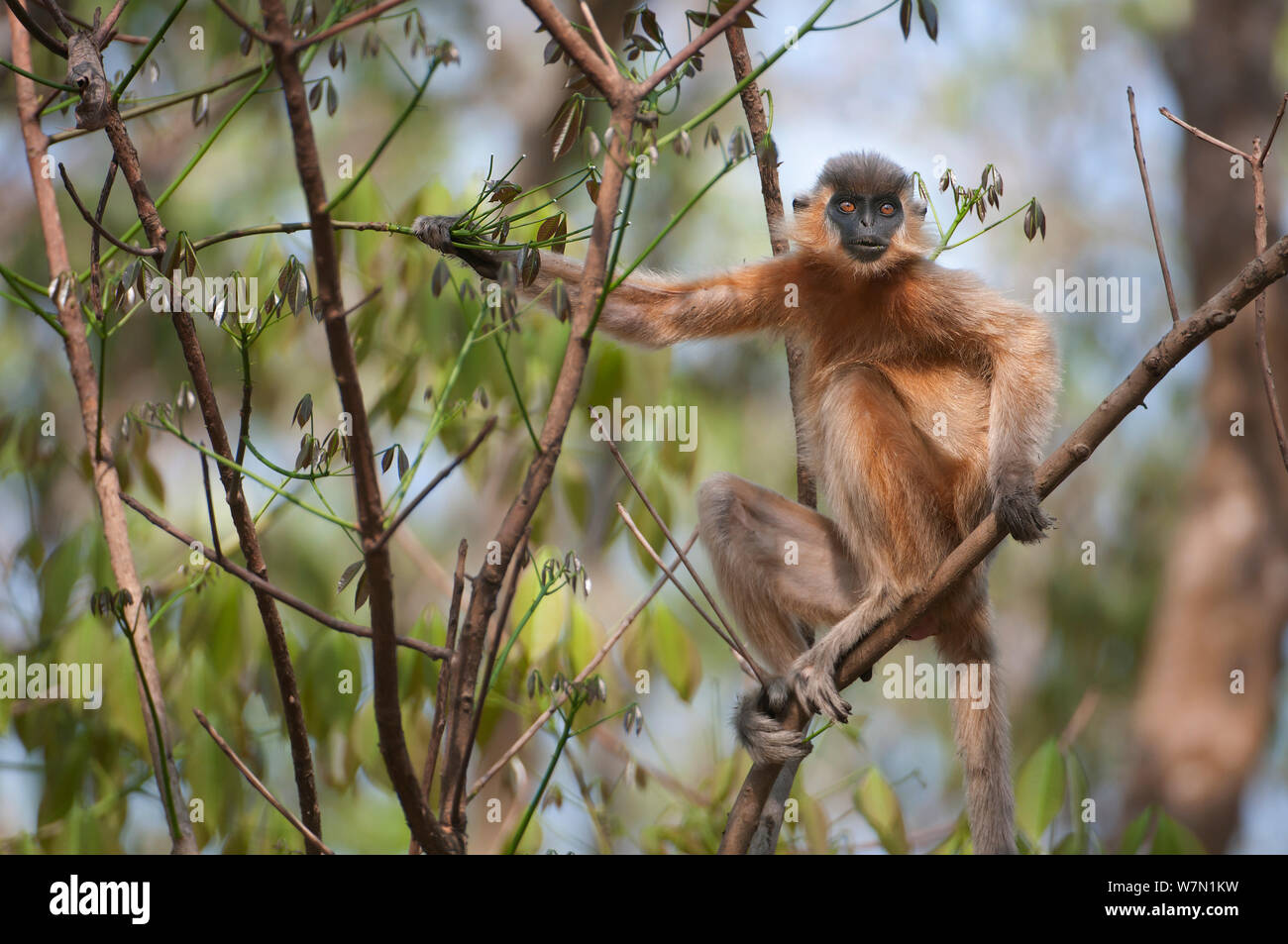 Capped Langur (Trachypithecus pileatus) on branch. Sepahijala Wildlife ...