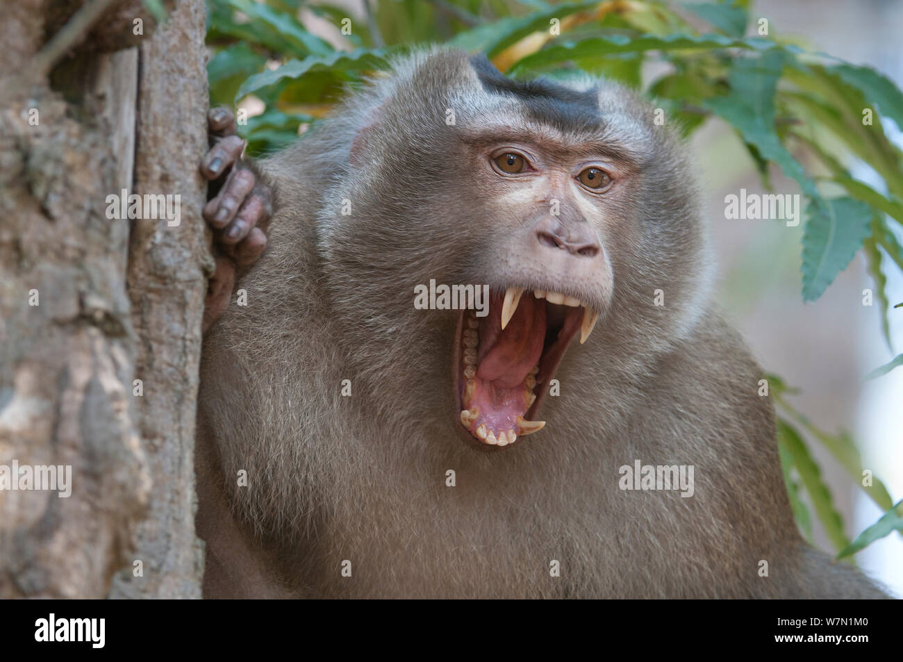 Pig-tailed Macaque (Macaca nemestrina) portrait, with mouth open ...