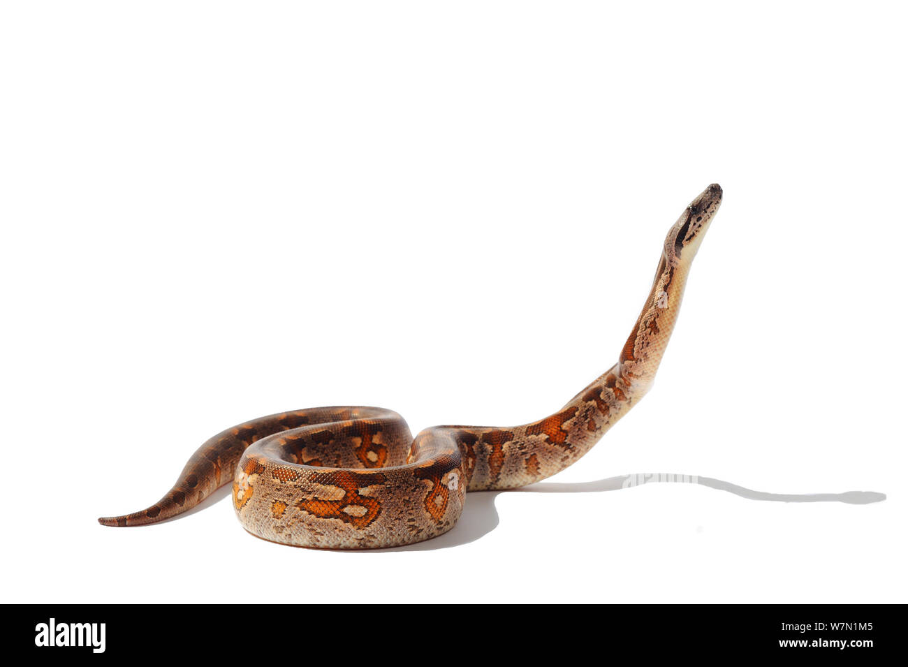Dumeril's Ground Boa (Acrantophis dumerili) against white background ...