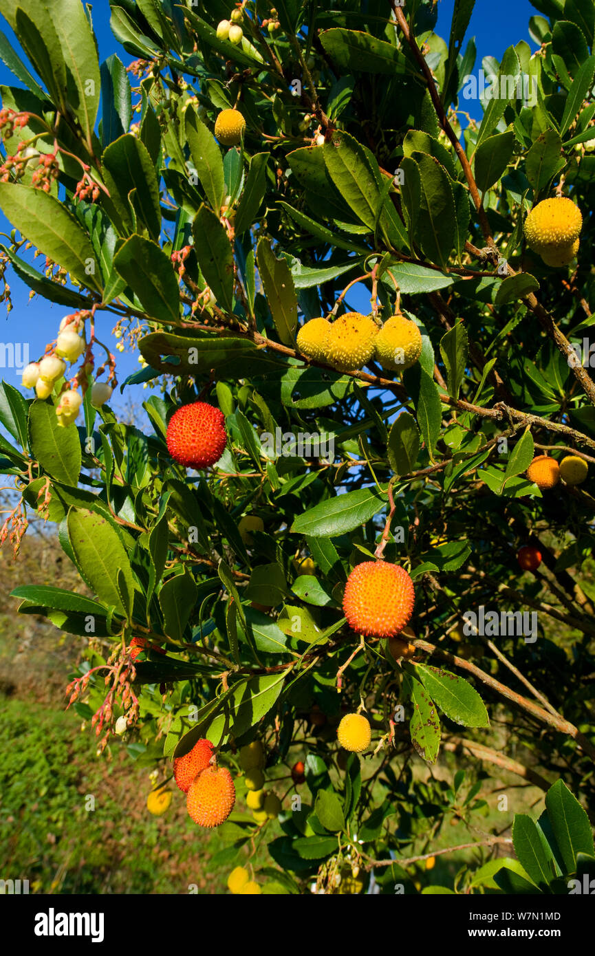 Strawberry tree (Arbutus unedo) with flowers, mature and immature ...
