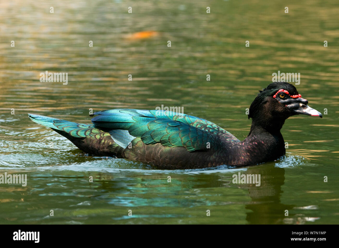 South America Ducks 63 South American Waterfowl Ideas | Waterfowl,