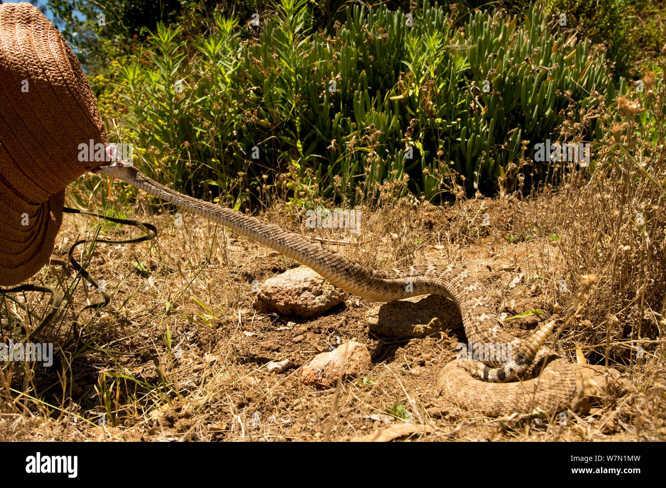 Western Diamondback Rattlesnake (Crotalus atrox) striking a hat ...