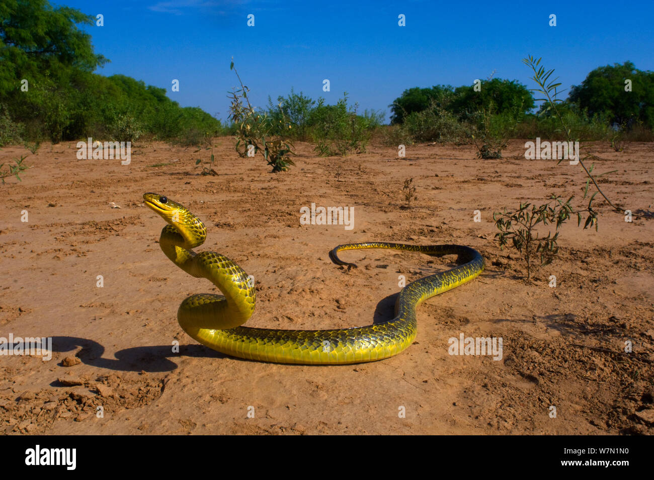 Amazonian Whipsnake (Chironius exoletus) in striking pose. Kaa-Lia ...