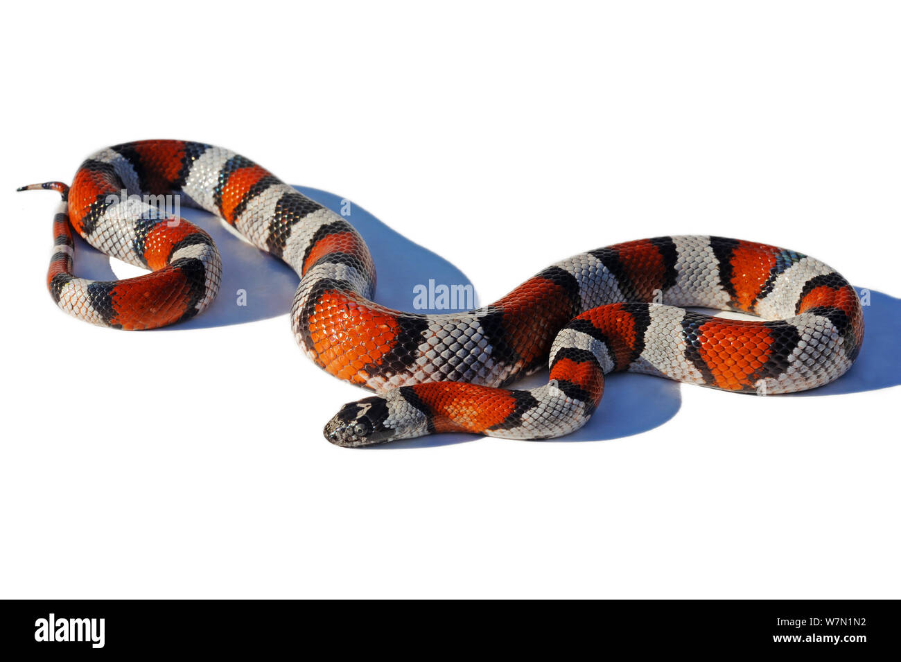 Grey-banded Kingsnake (Lampropeltis alterna) against white background ...