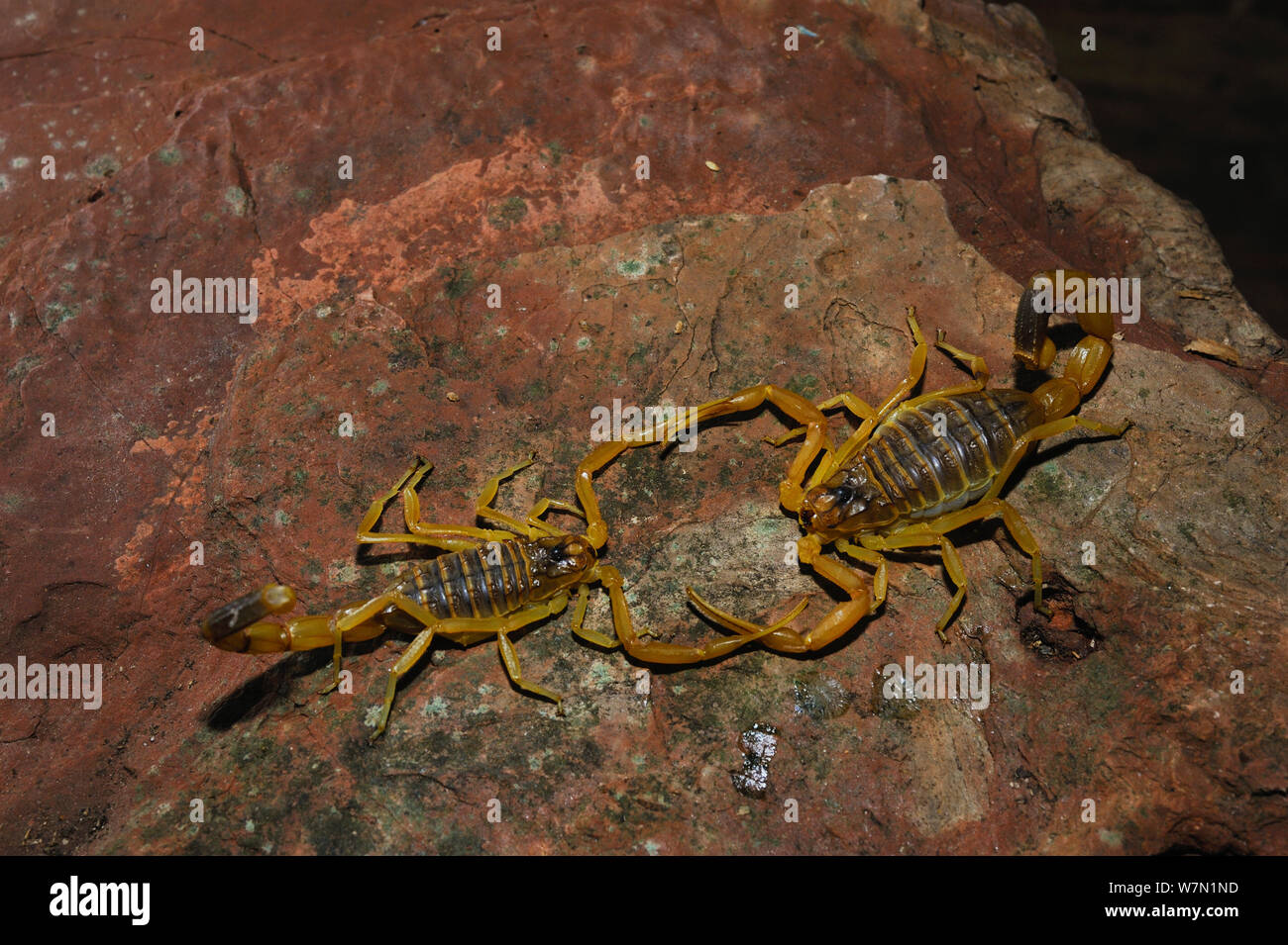 Deathstalker / Palestine Yellow Scorpions (Leiurus quinquestriatus ...