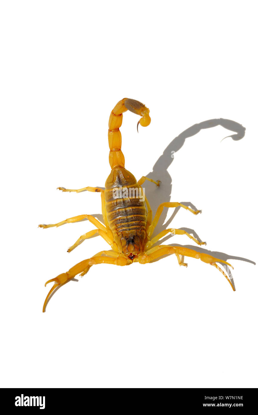 Leiurus Quinquestriatus YELLOW SCORPION Or DEATHSTALKER Leiurus