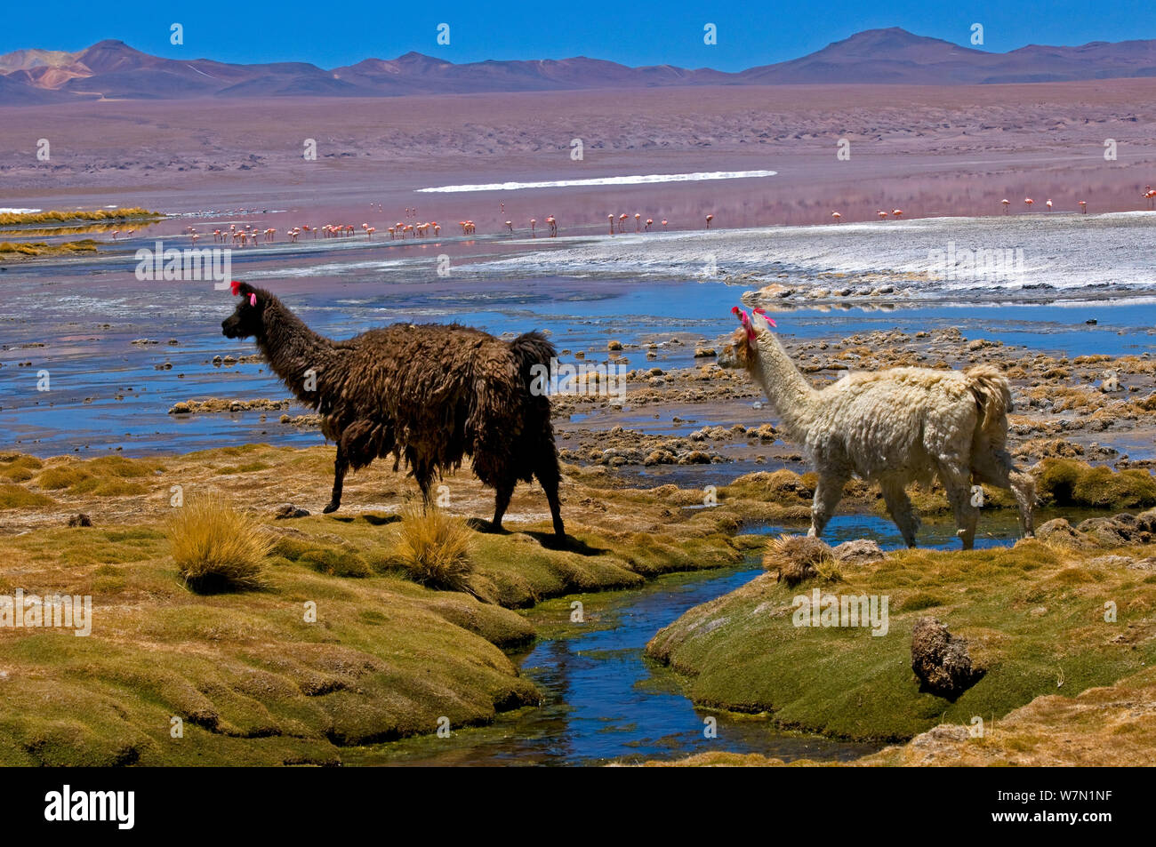 Domesticated Lama (Lama glama) by water with flamingos in the distance ...