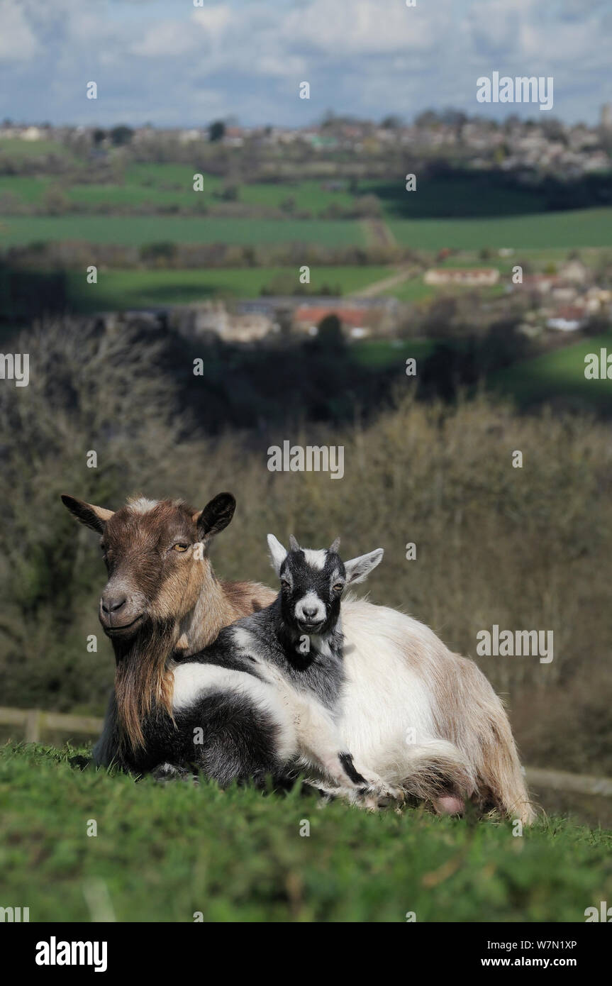 Pygmy goat kid (Capra hircus) leaning against its mother, Wiltshire, UK ...