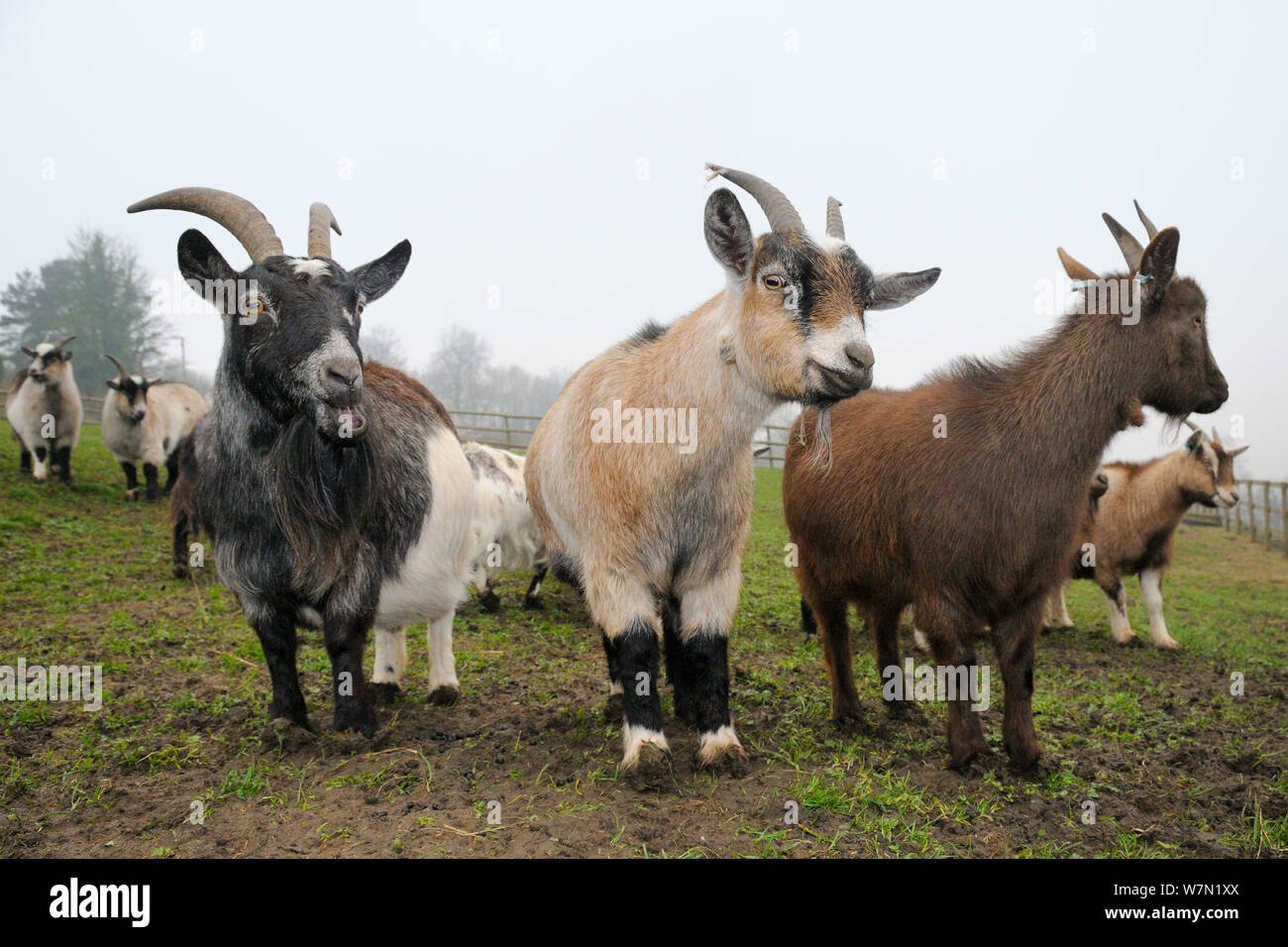 Herds of goats hi-res stock photography and images - Alamy