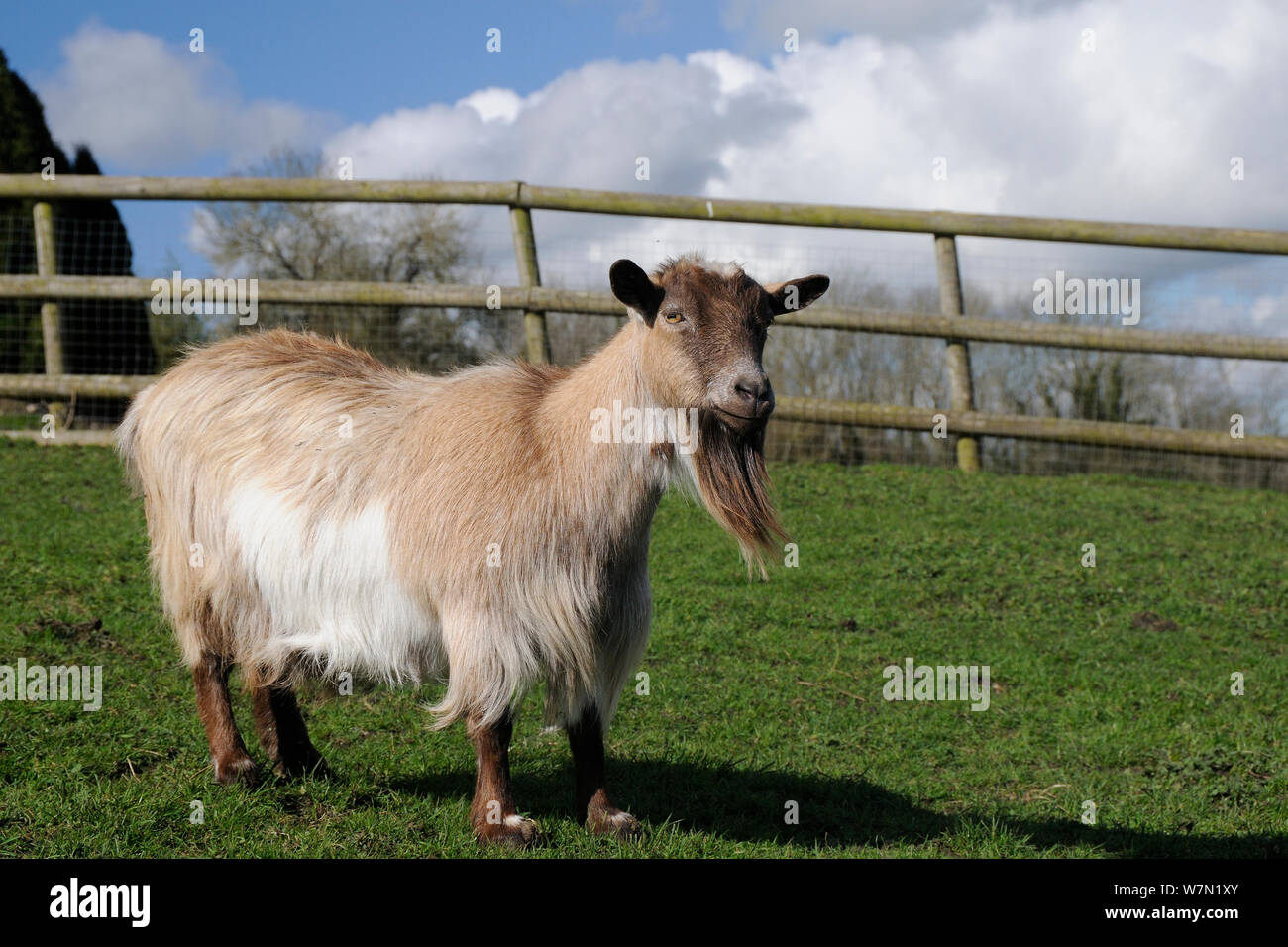 Large beards hi-res stock photography and images - Alamy