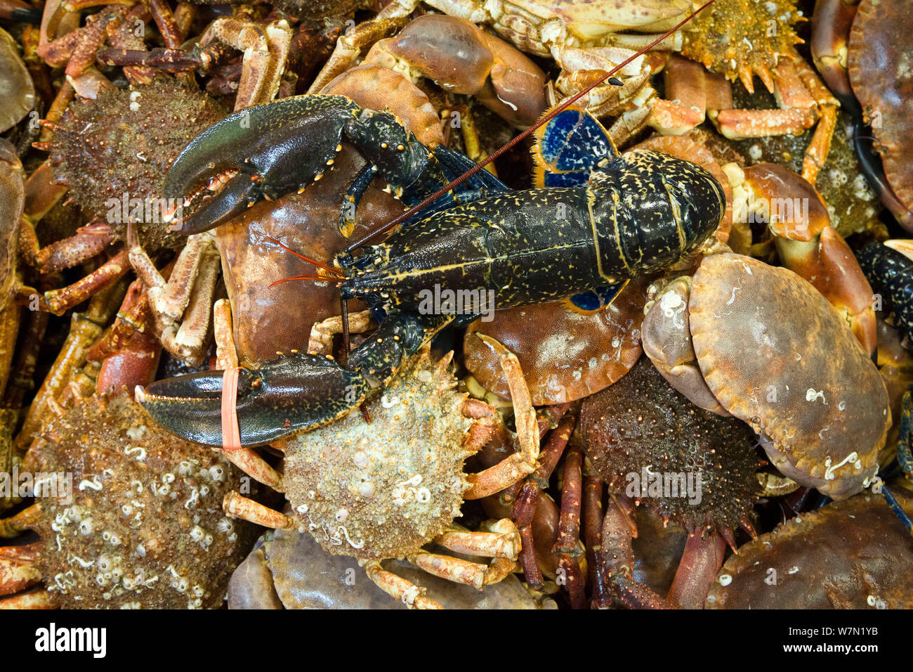 Crustaces hi-res stock photography and images - Alamy