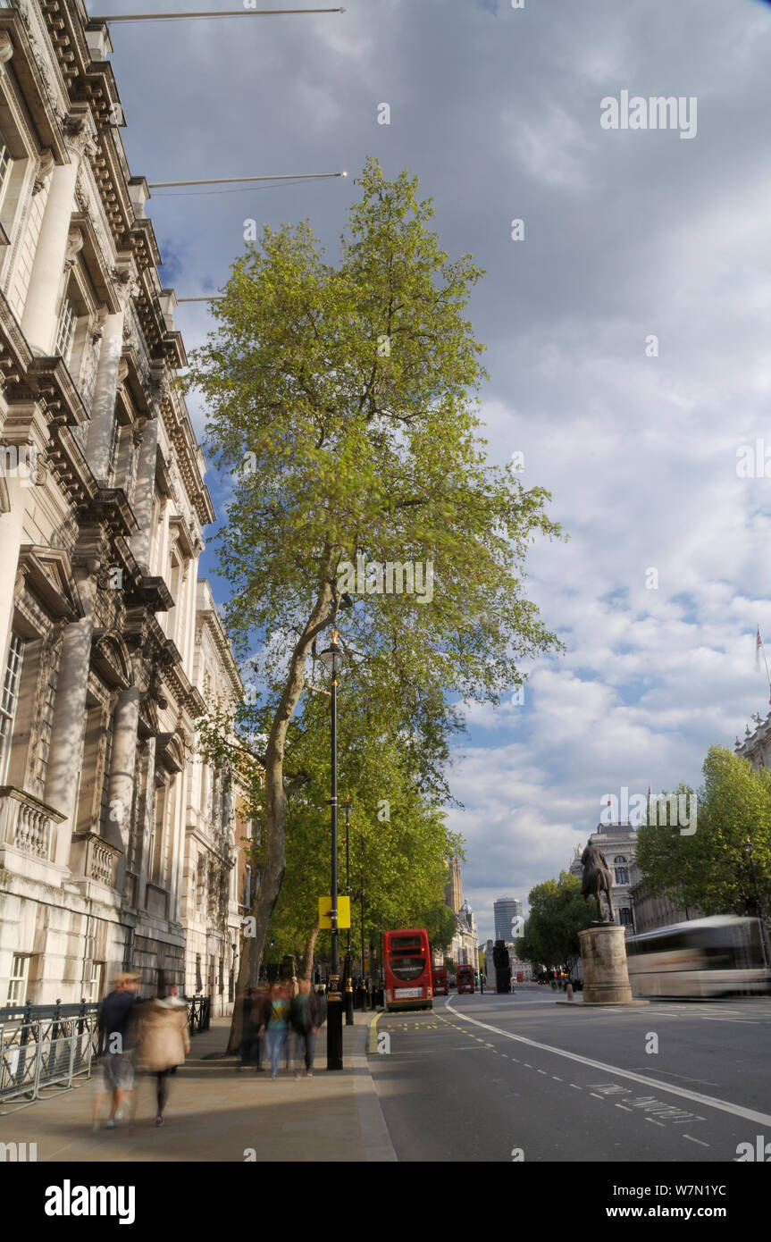 London plane trees hi-res stock photography and images - Alamy
