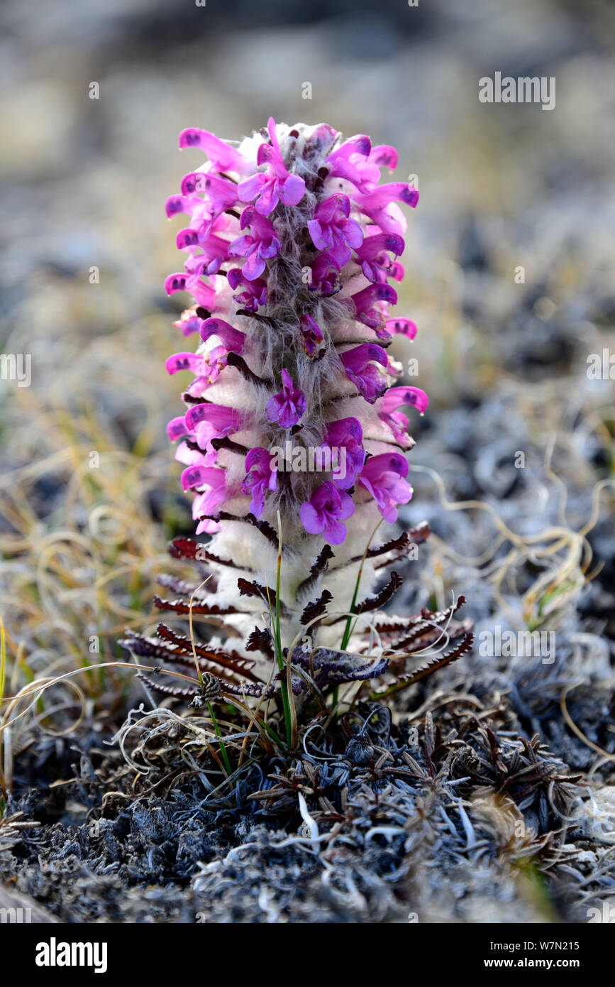 Lousewort arctic hi-res stock photography and images - Alamy