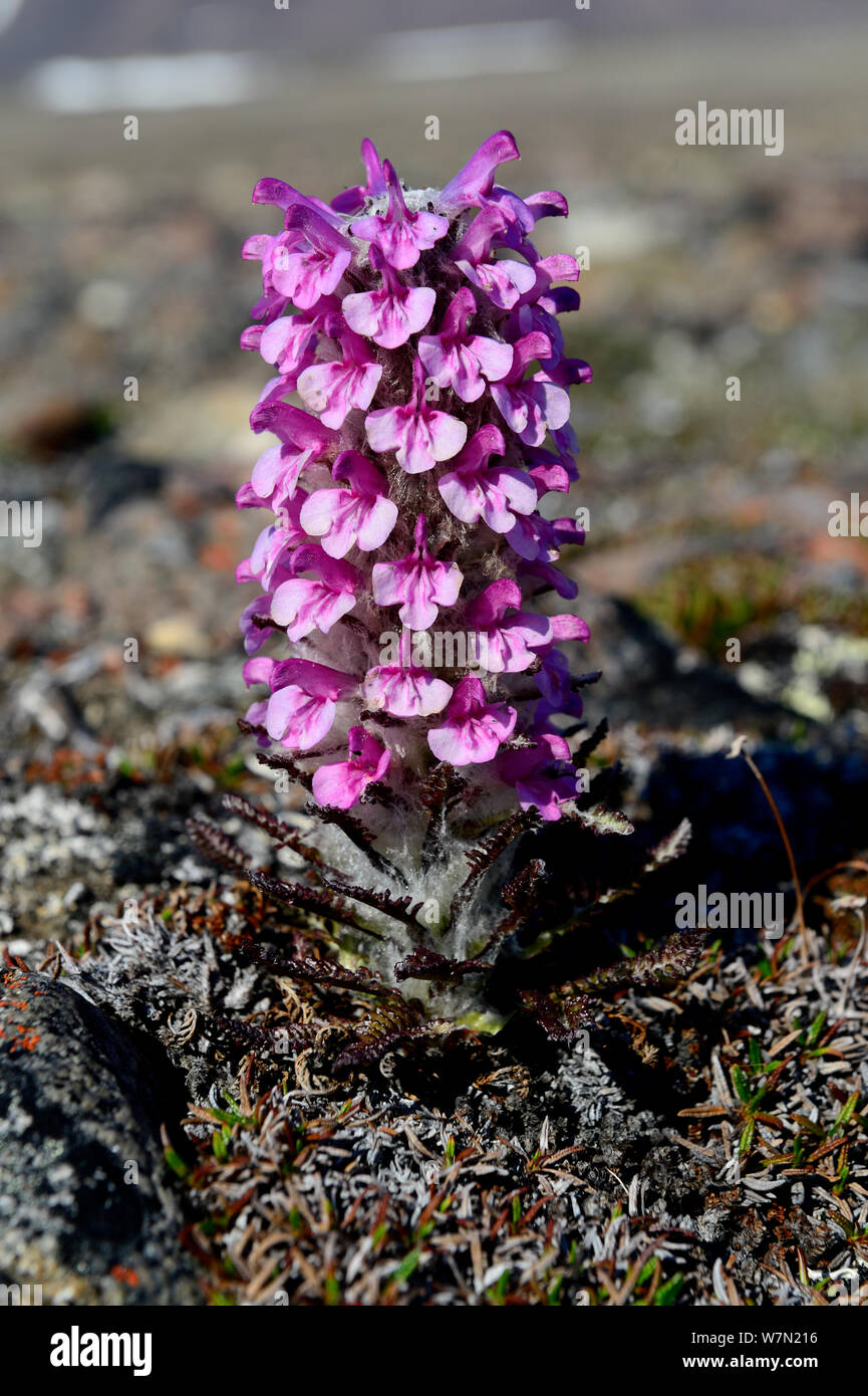 Lousewort arctic hi-res stock photography and images - Alamy