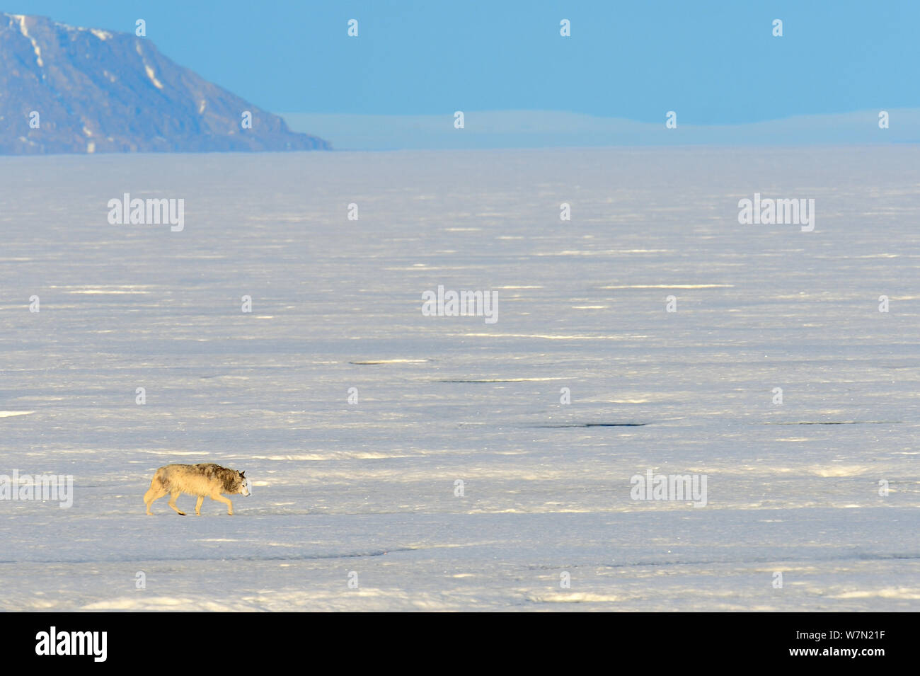 Male Arctic wolf (Canis lupus arctos) walking on pack ice, Ellesmere ...