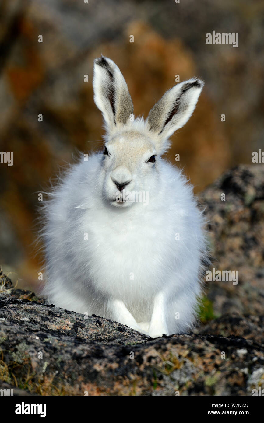 Arctic Hare Food