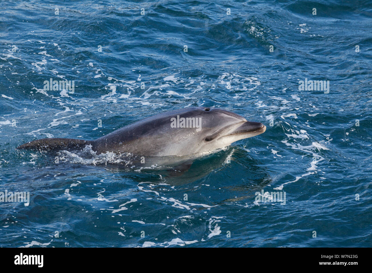 Pacific bottlenose dolphins hi-res stock photography and images - Alamy