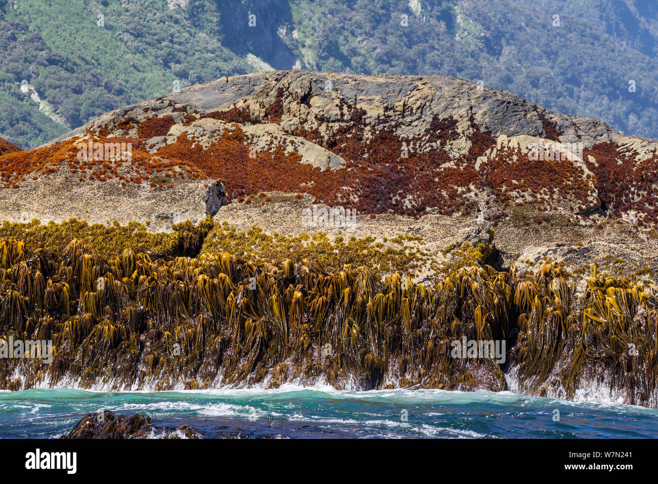 Bull kelp (Durvillaea sp) on an exposed high energy rocky shoreline ...