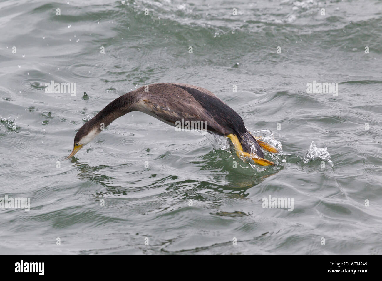 Spotted shag (Phalacrocorax punctatus) in non-breeding plumage about to ...