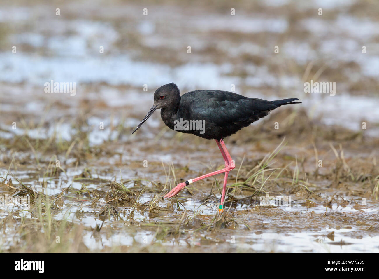 New zealand stilt hi-res stock photography and images - Alamy
