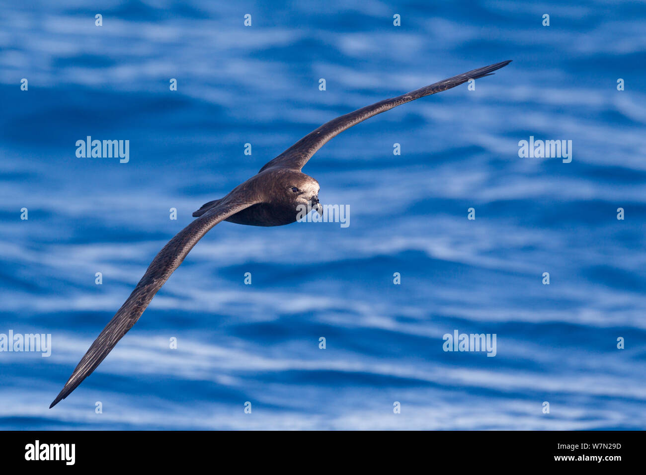 Grey-faced petrel (Pterodroma macroptera gouldi) in flight against the ...