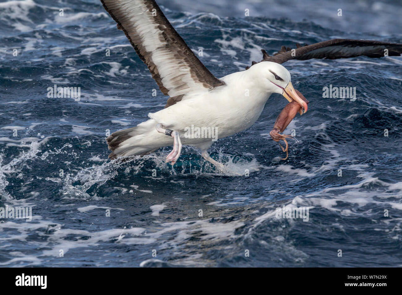 Black browed albatross (Thalassarche melanophris) with a squid thrown ...