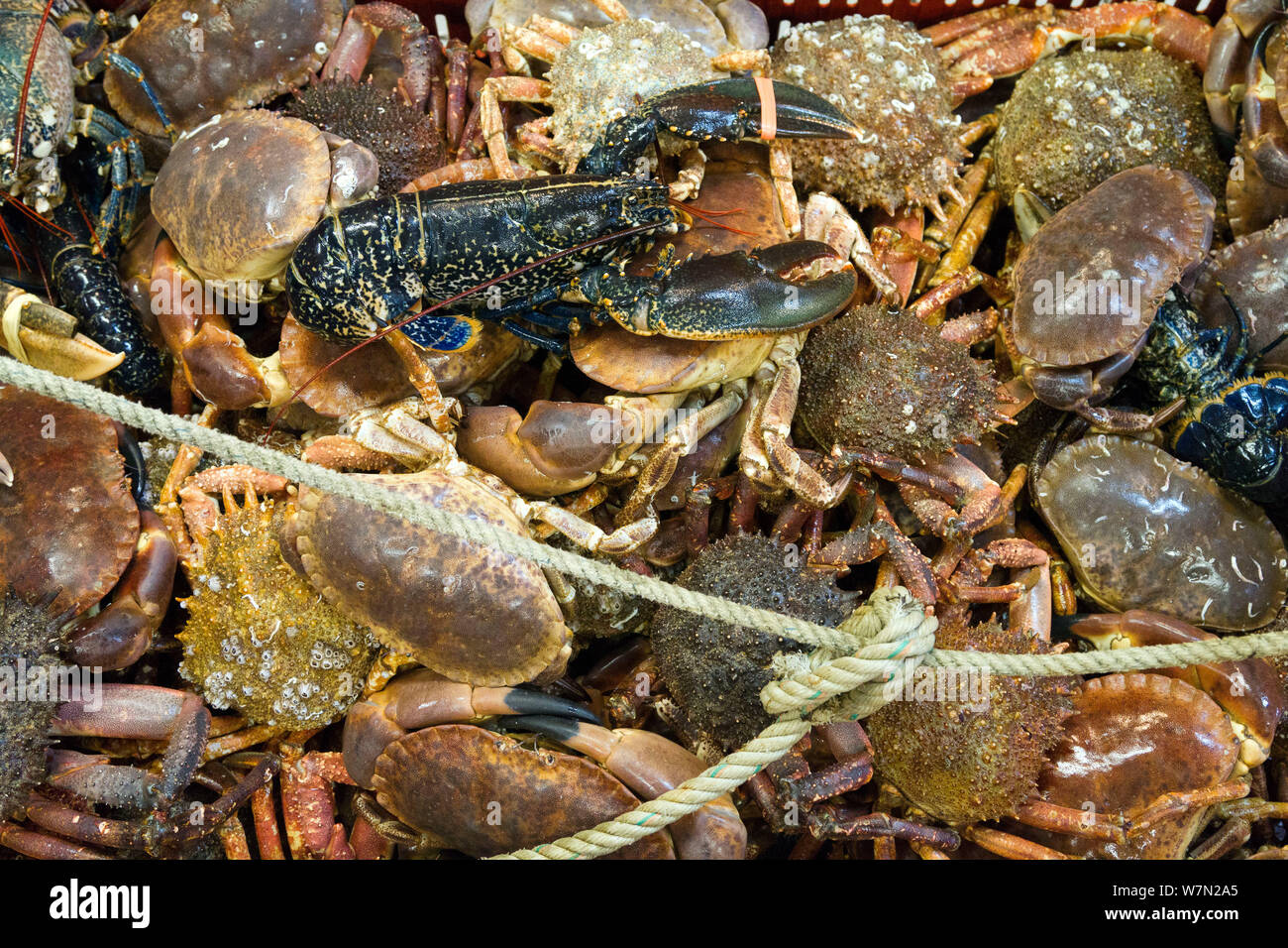 Crustaces hi-res stock photography and images - Alamy